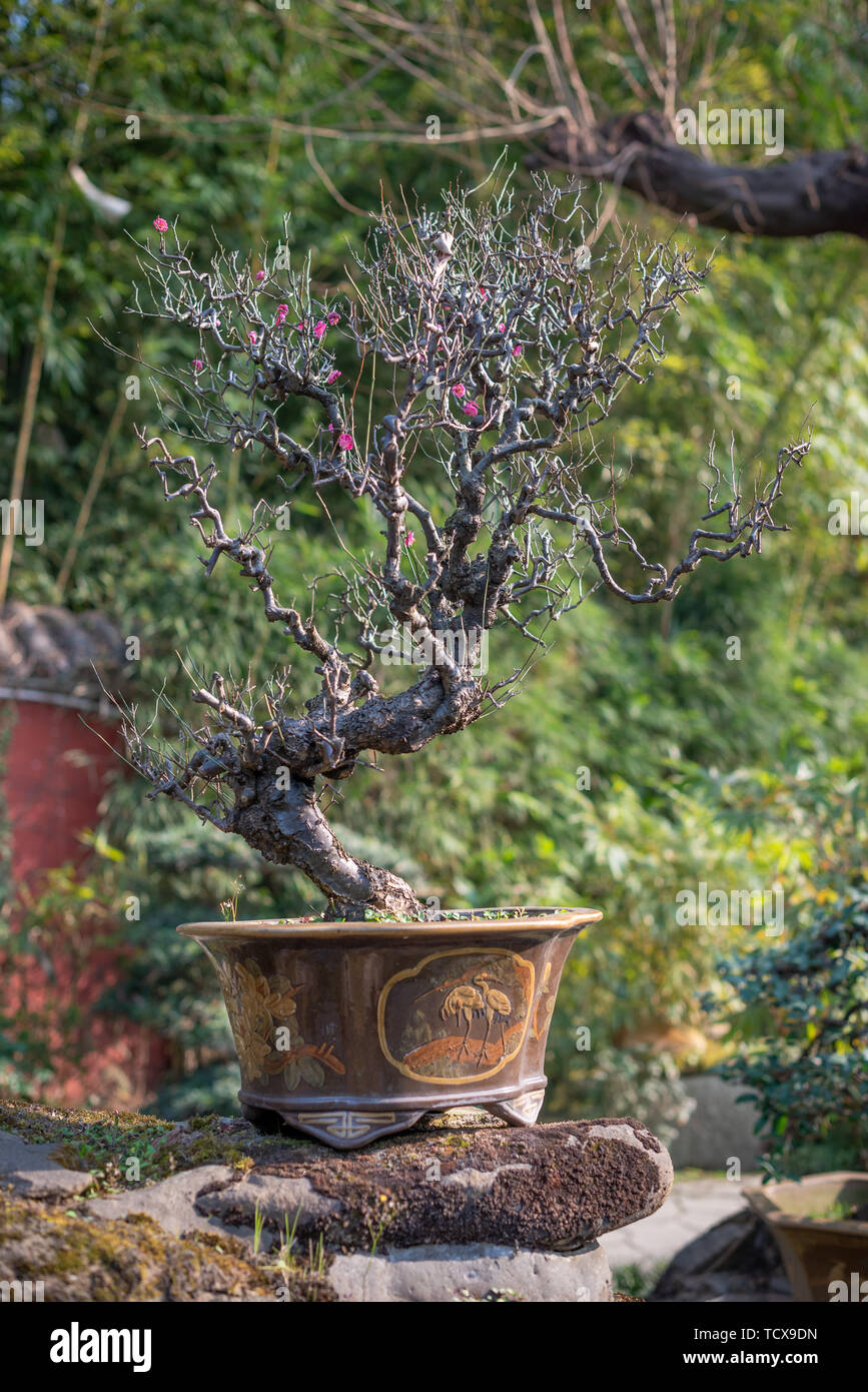 Sichuan potted plants Stock Photo - Alamy
