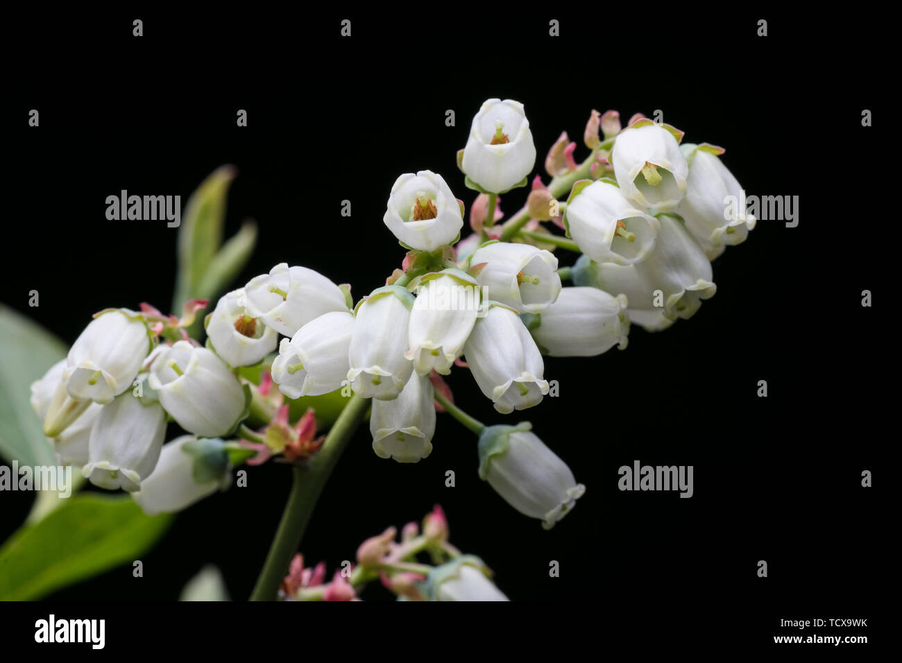 All stages of blueberry flowers and fruit Stock Photo - Alamy