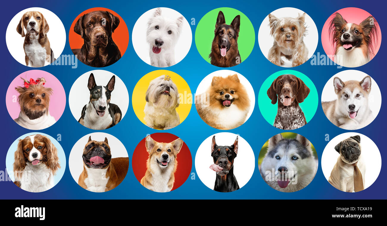 Young dogs are posing. Cute doggies or pets are looking happy isolated ...