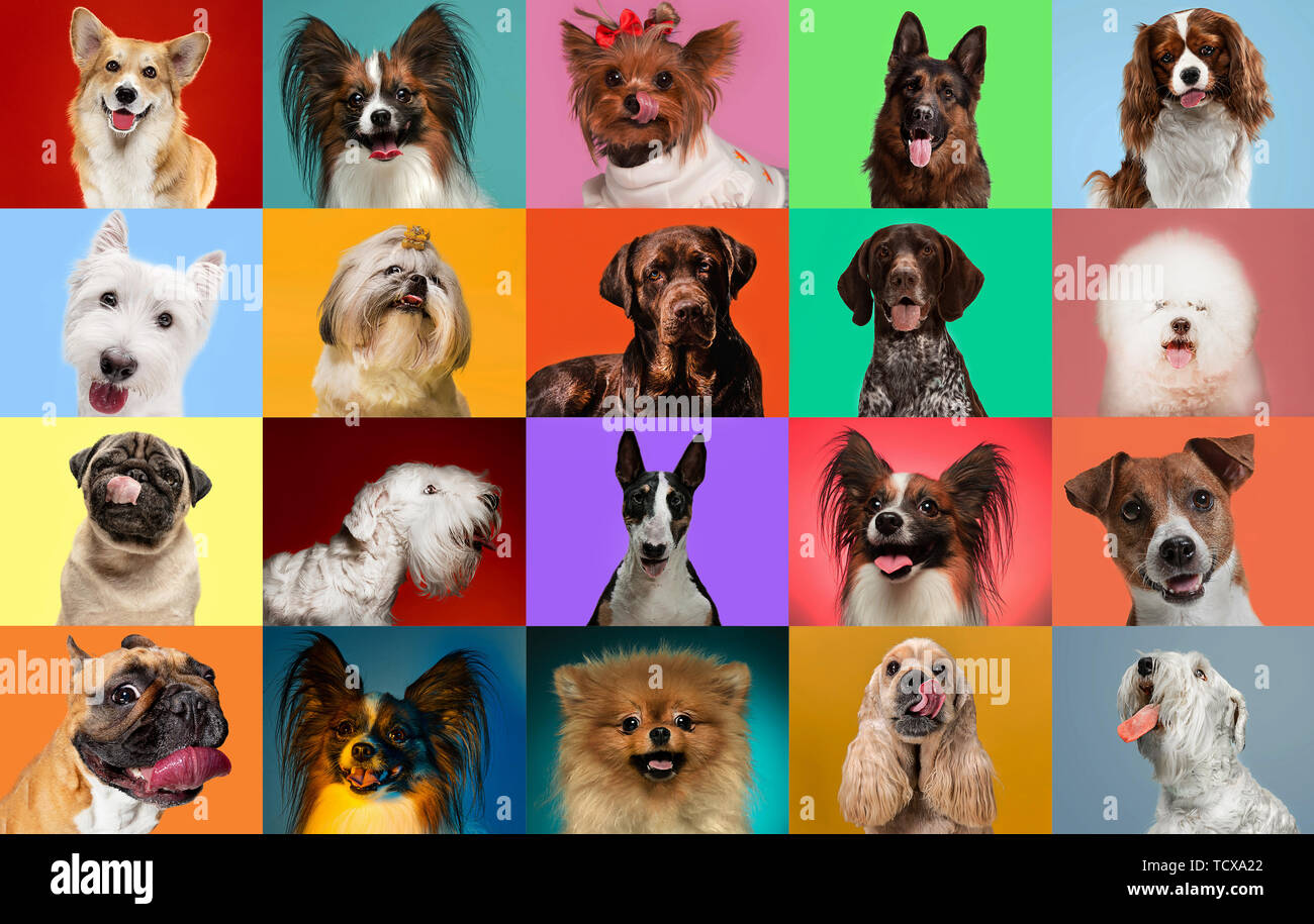 Young dogs are posing. Cute doggies or pets are looking happy isolated ...