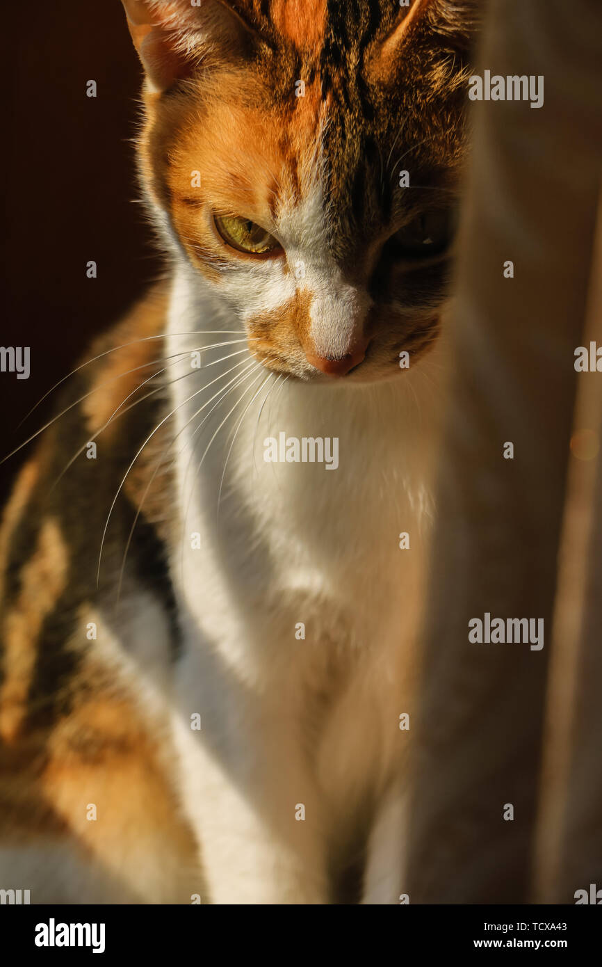 Shining cats hi-res stock photography and images - Alamy