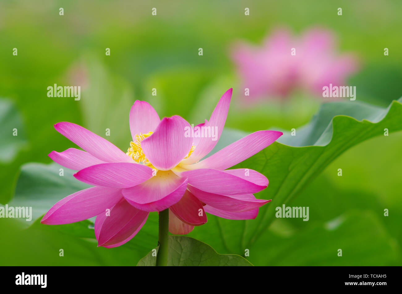 Foreign colors and lotus flowers of plants hi-res stock photography and ...