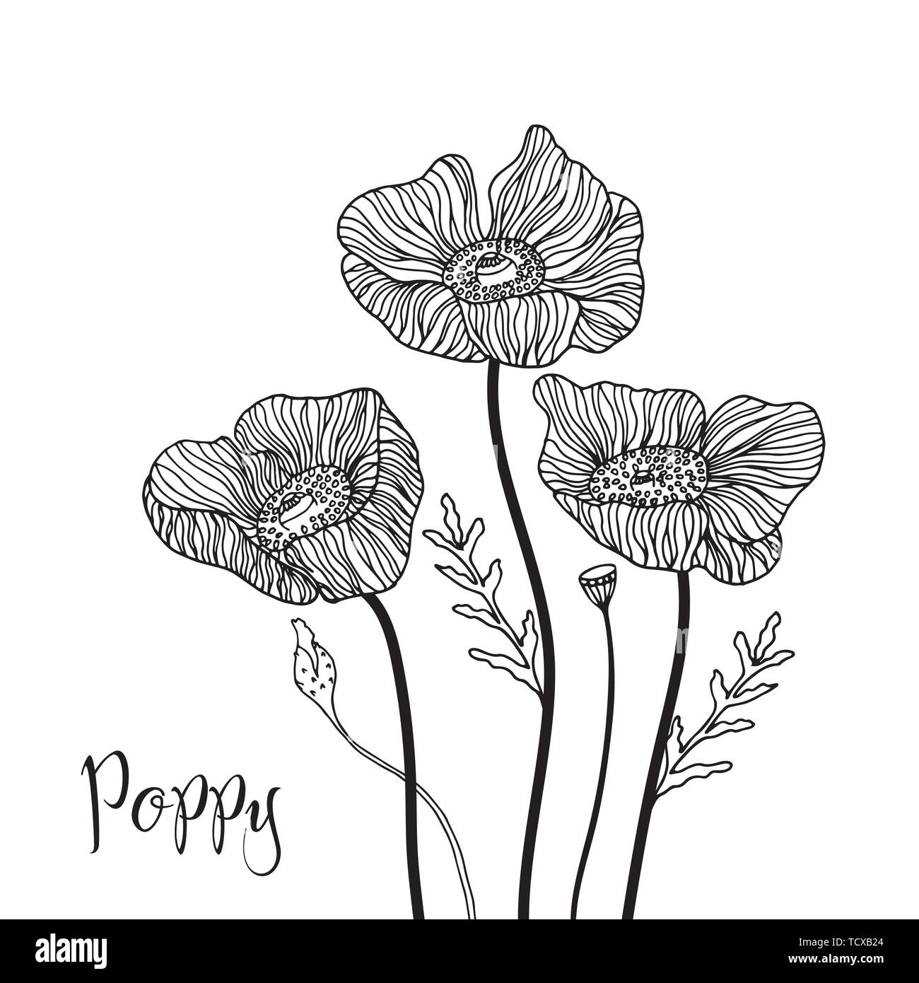 Hand drawn poppy flowers. Doodle style. Vector Poppy Flower of ...