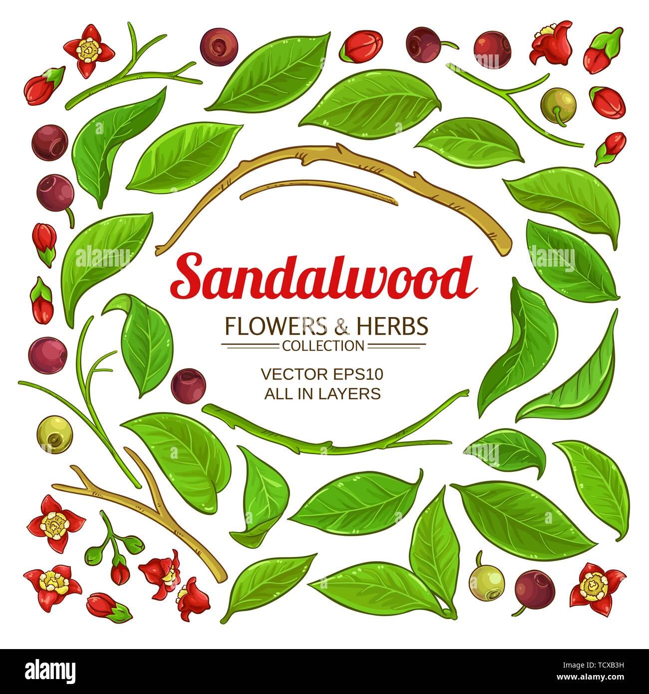sandalwood elements vector set on white background Stock Vector Image ...