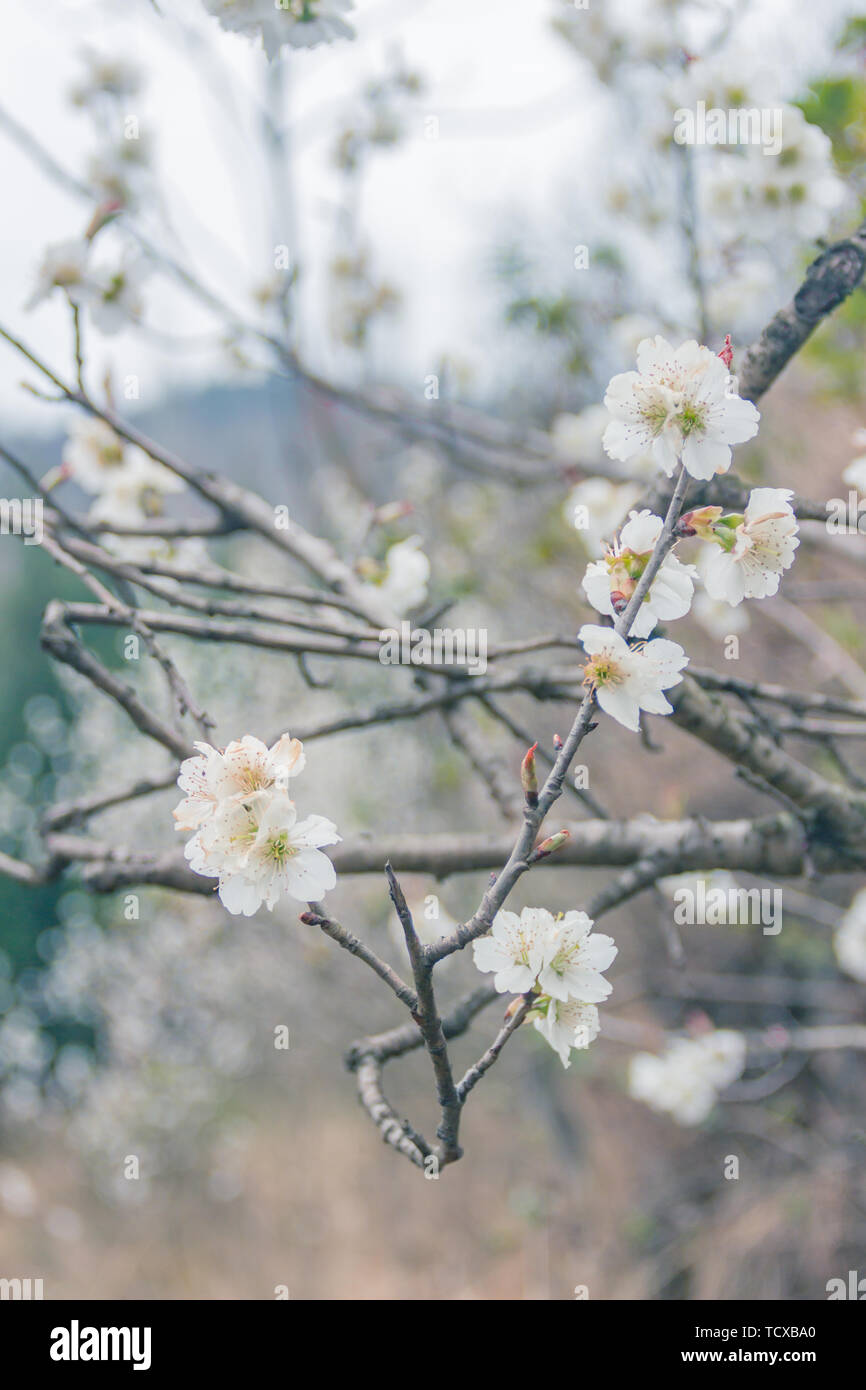Cherry blossoms in early spring Stock Photo - Alamy