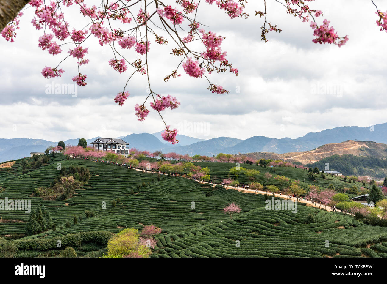 Beautiful tea garden with cherry blossoms in full bloom Stock Photo - Alamy