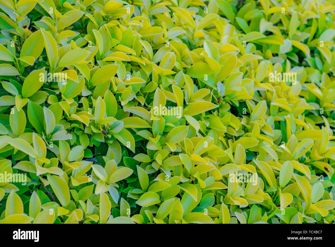 Landscape tree foliage background material Stock Photo - Alamy