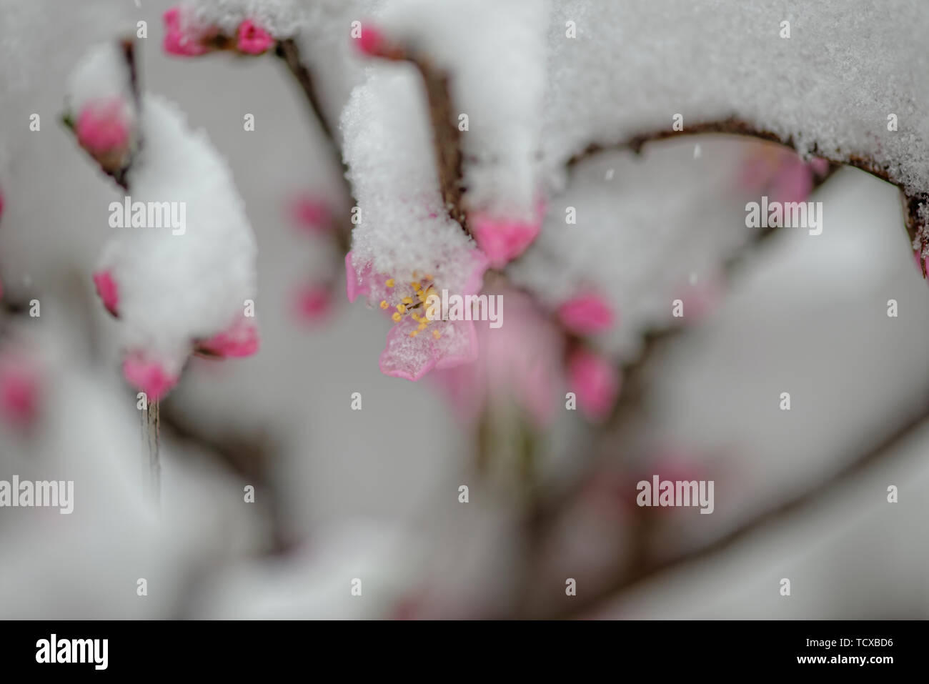 Apricot blossoms in spring snow Stock Photo - Alamy