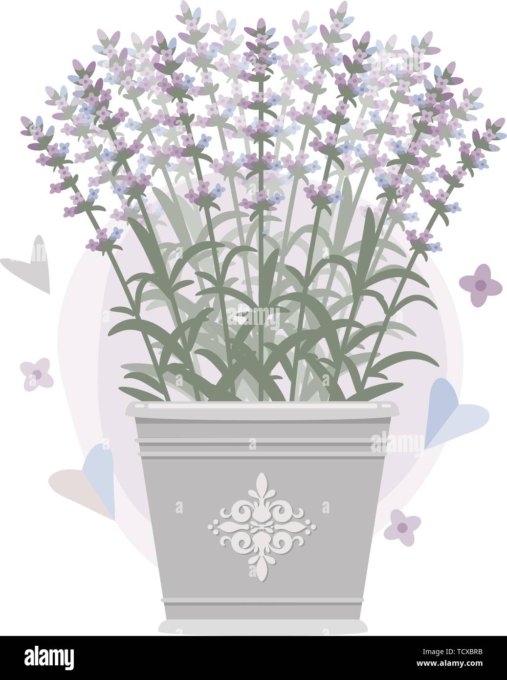 Lavender plant vector vectors hi-res stock photography and images - Alamy