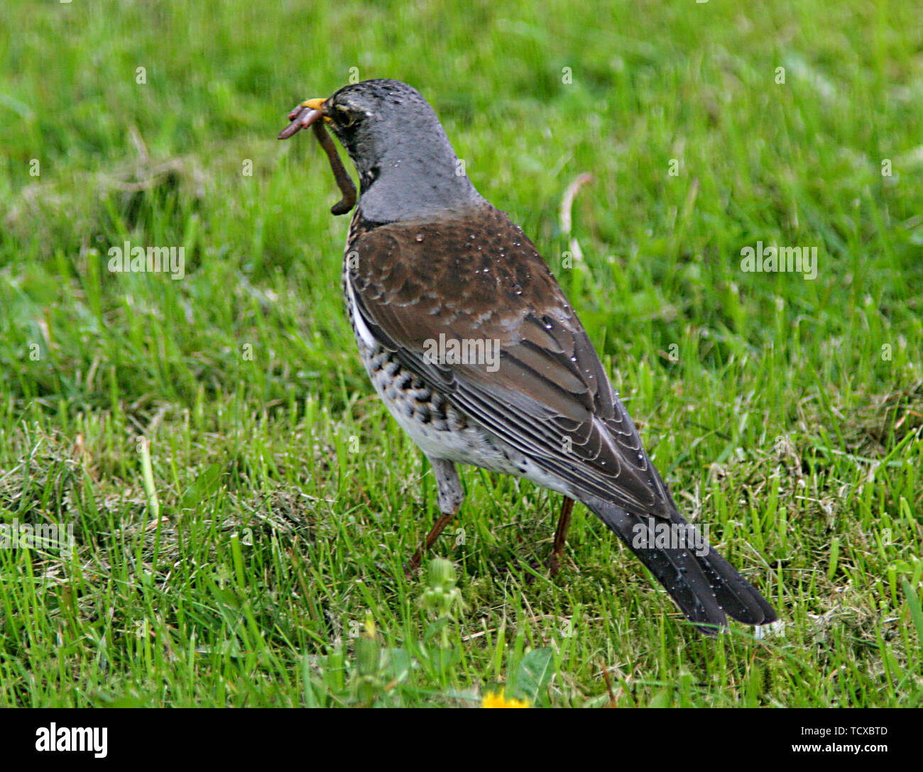 FIELDFARE on grass Stock Photo - Alamy