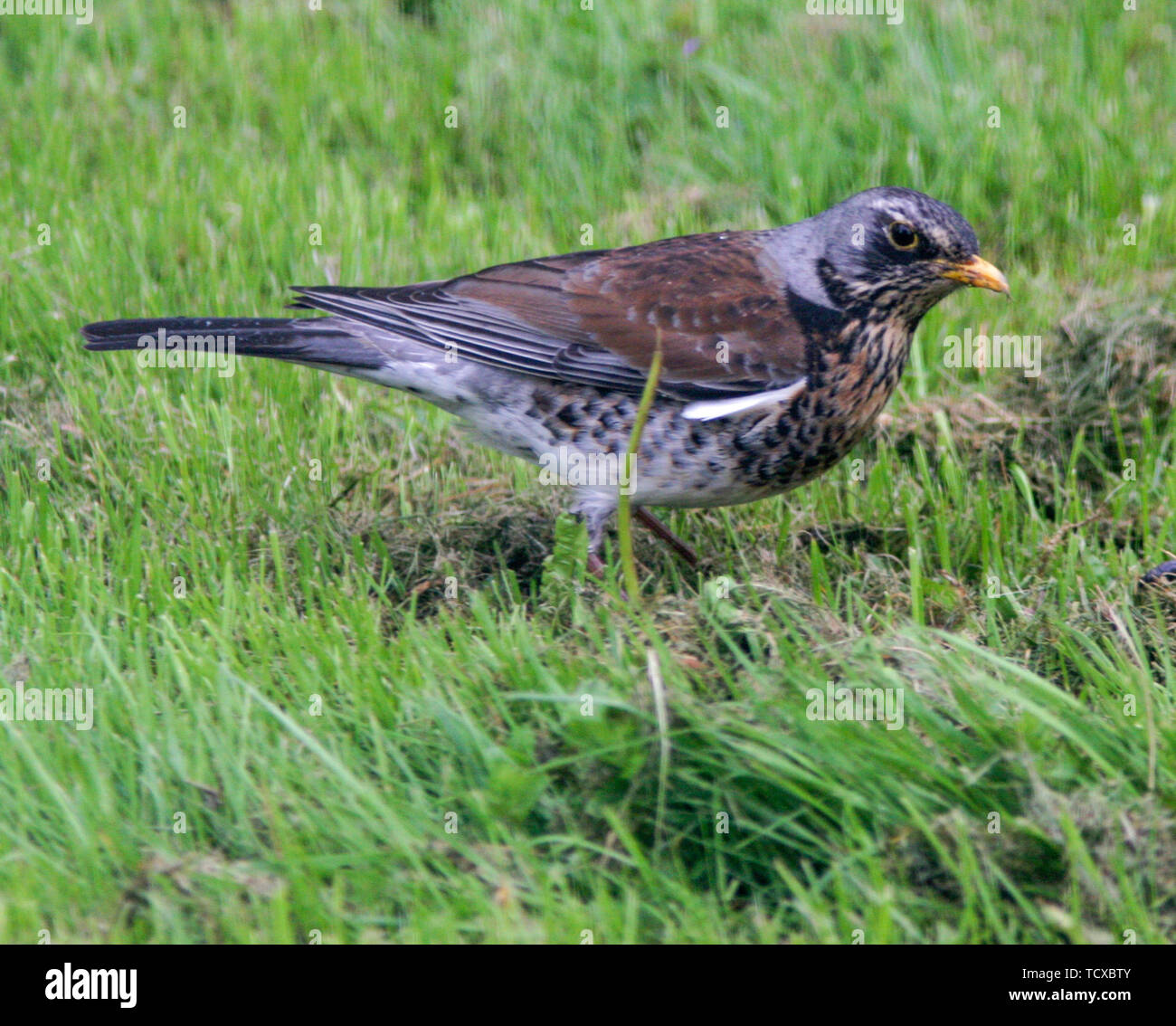 Swedish grass hi-res stock photography and images - Alamy