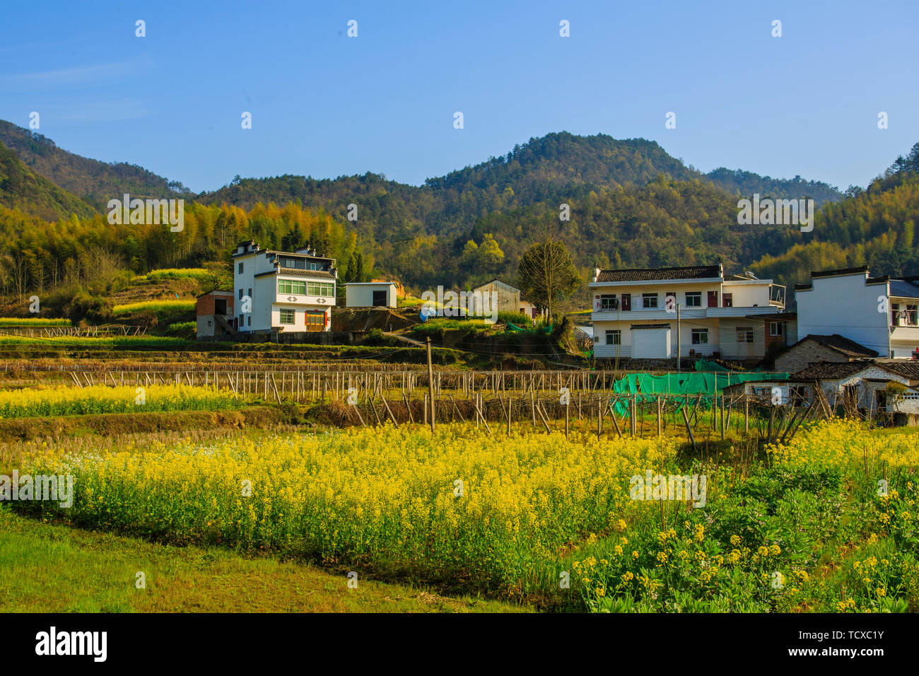 Golden rapeseed terraces hi-res stock photography and images - Alamy