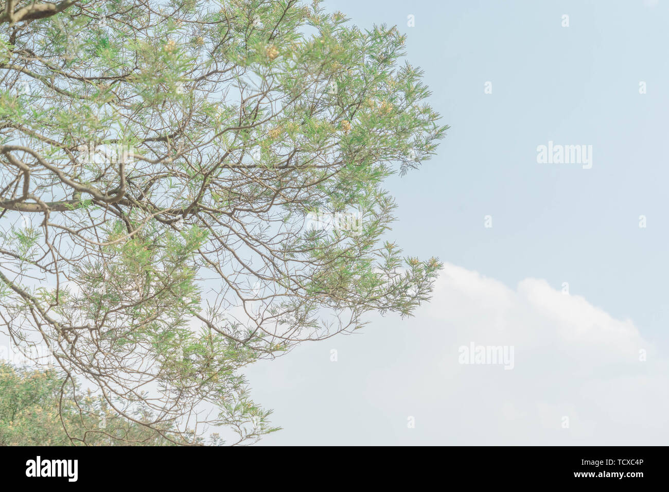 Big villa, green trees, blue sky, Morandi Stock Photo - Alamy