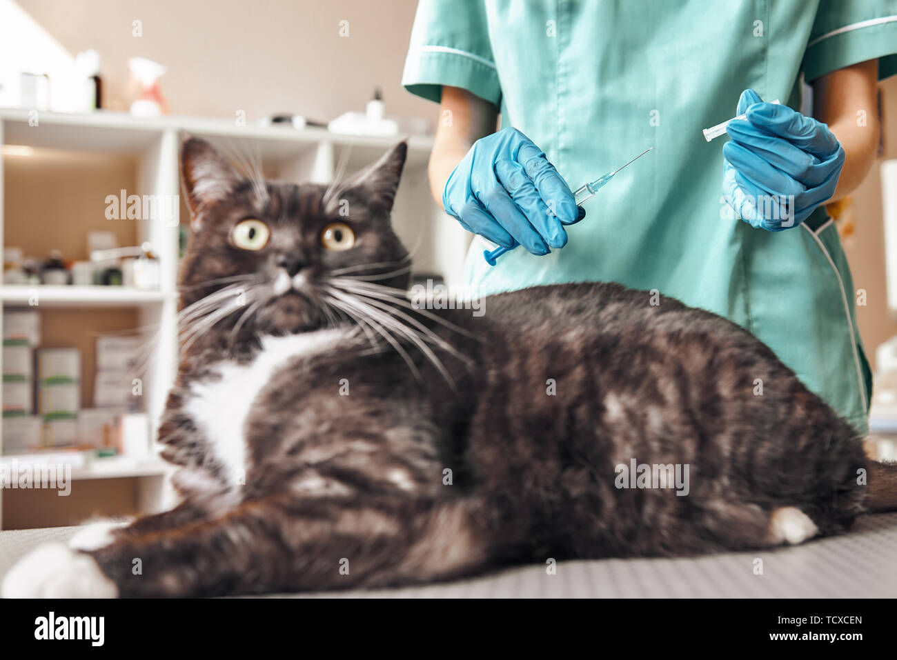 Veterinarian in work uniform making hi-res stock photography and images ...