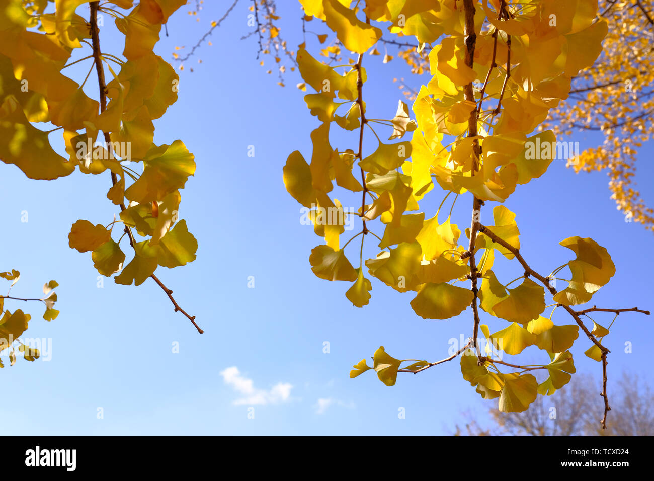 Golden leaves in autumn Stock Photo - Alamy