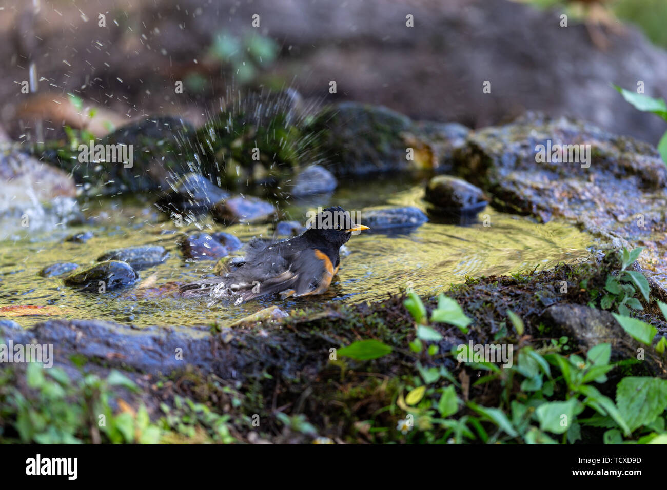Tropical birds lowlands hi-res stock photography and images - Alamy