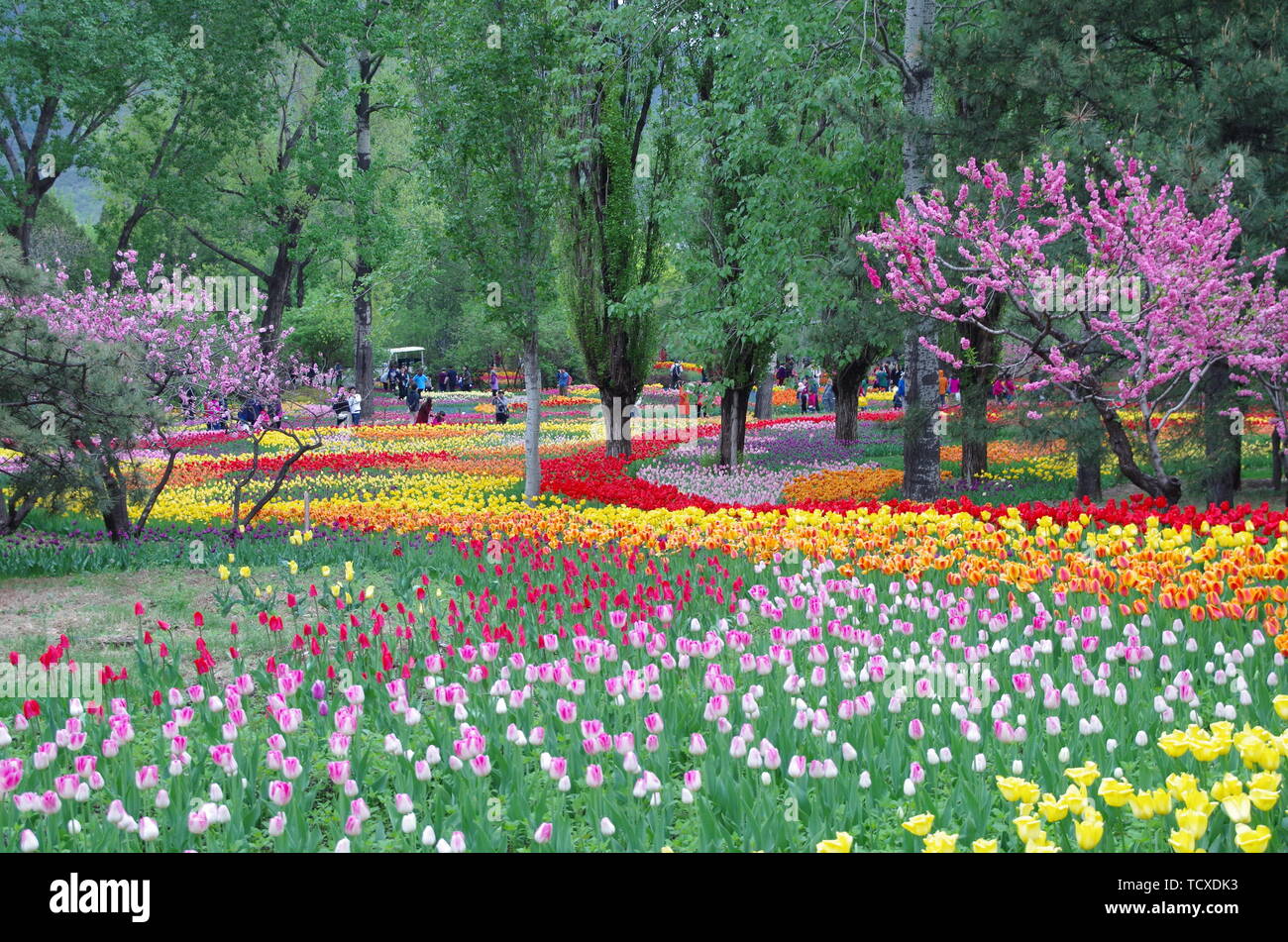 The flowers bloom, the spring is pleasant Stock Photo - Alamy