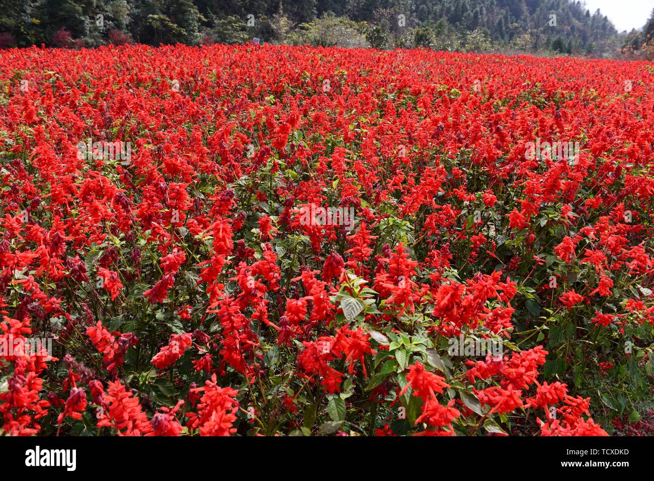 String of red flowers Stock Photo - Alamy