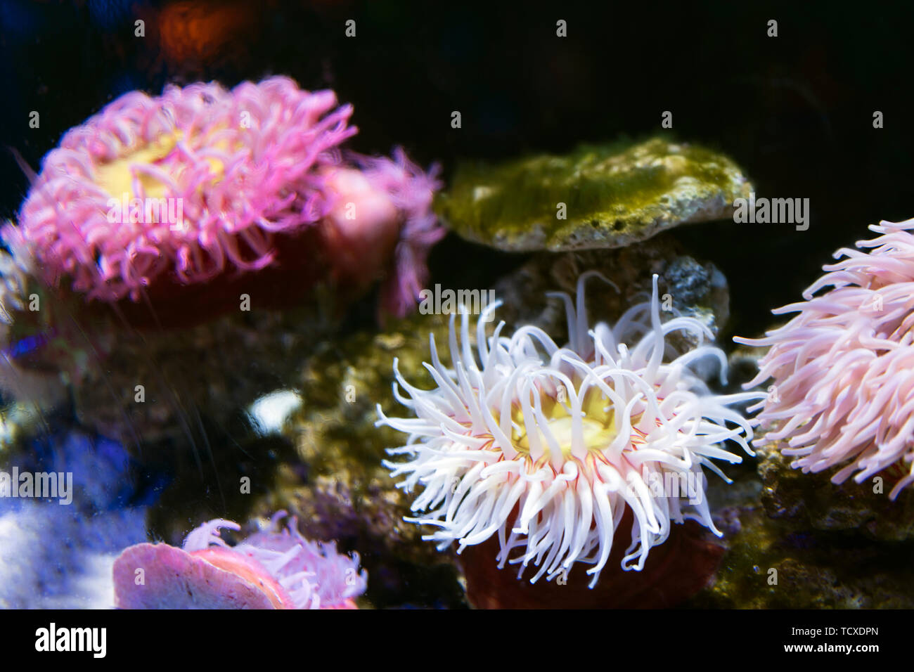 Anemones and stony corals hi-res stock photography and images - Alamy