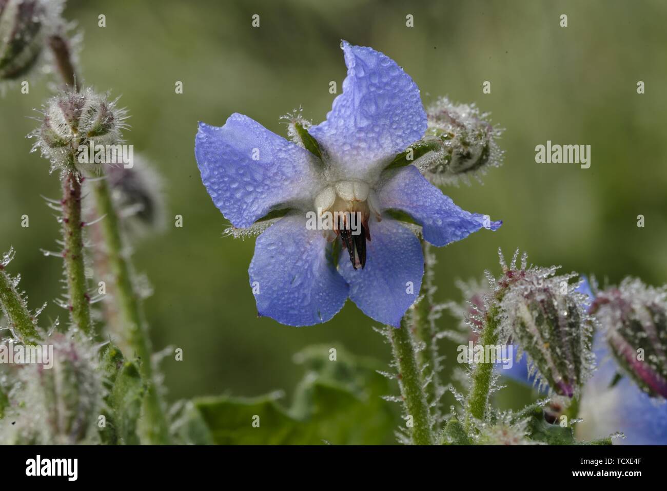 Borage, Starflower, Borago officinalis Stock Photo - Alamy