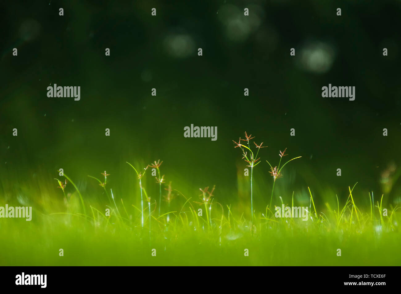 Natural ecological photography Stock Photo - Alamy