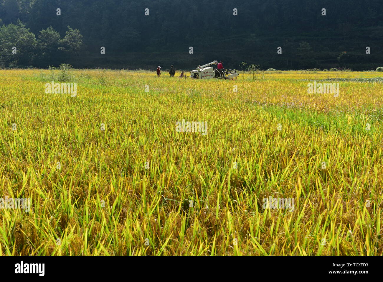 High definition rice hi-res stock photography and images - Alamy