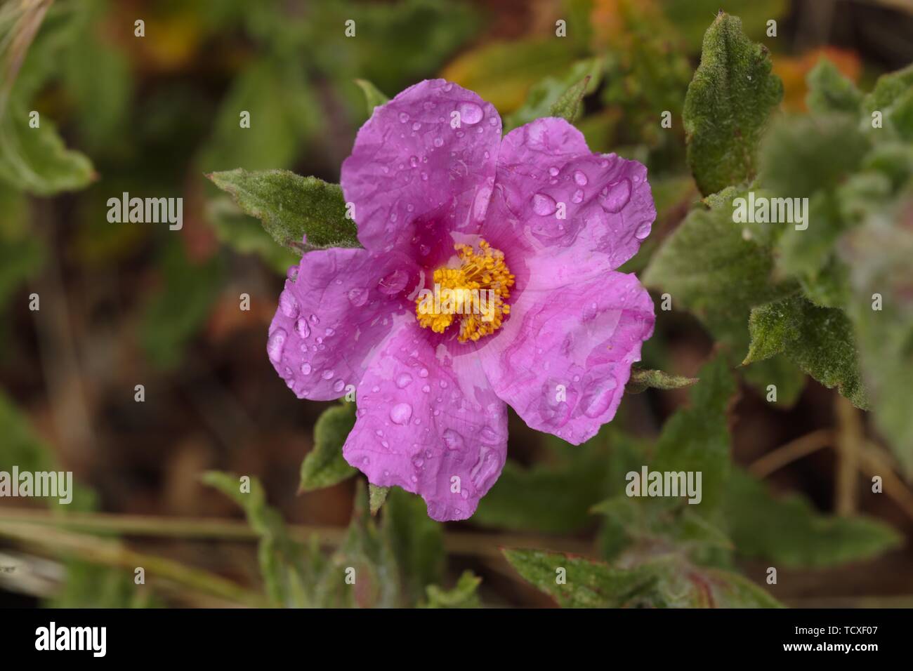 Hoary rock-rose, Pink rock-rose, Cistus creticus Stock Photo - Alamy