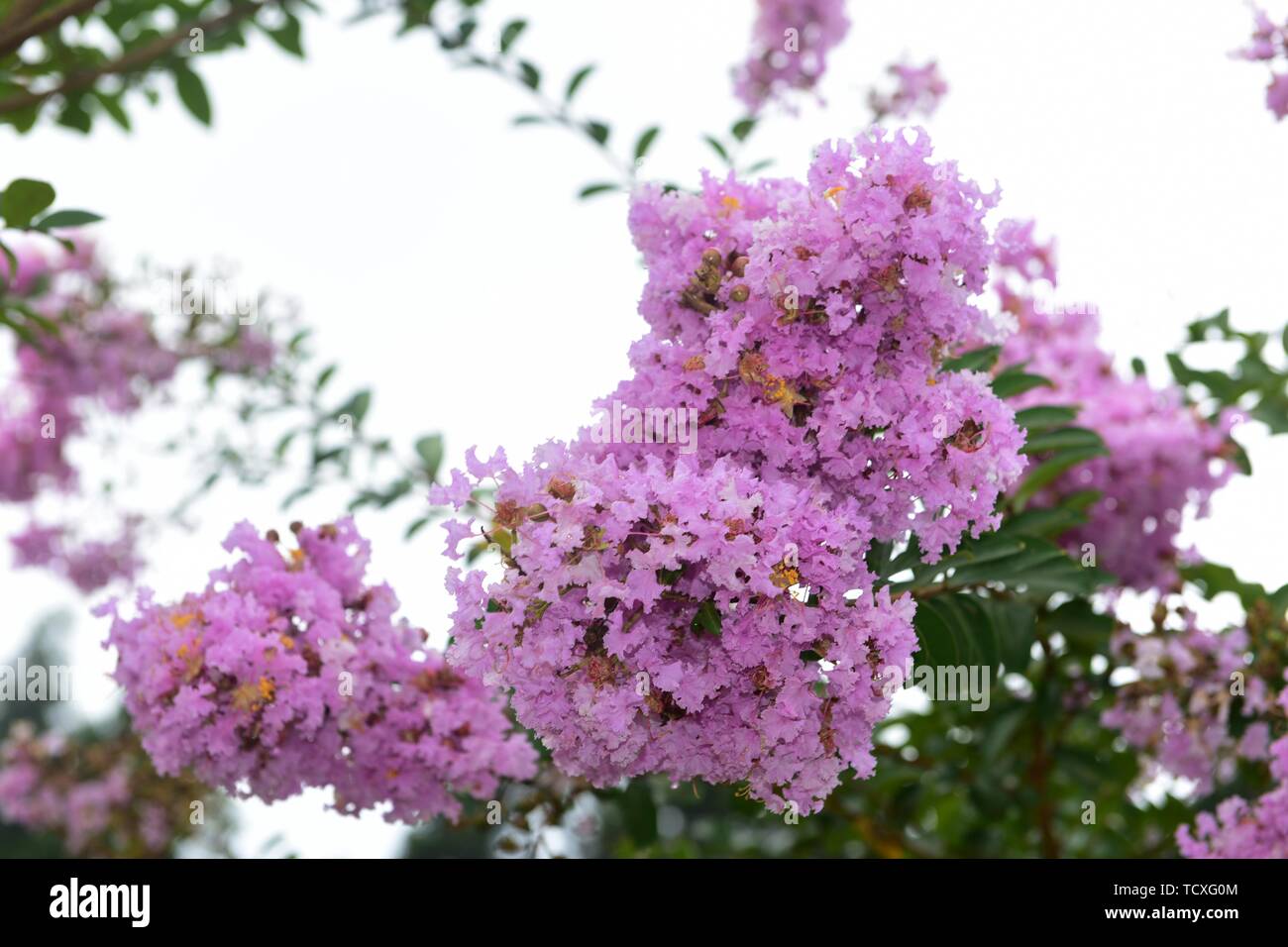 Crape myrtle red tree hi-res stock photography and images - Alamy