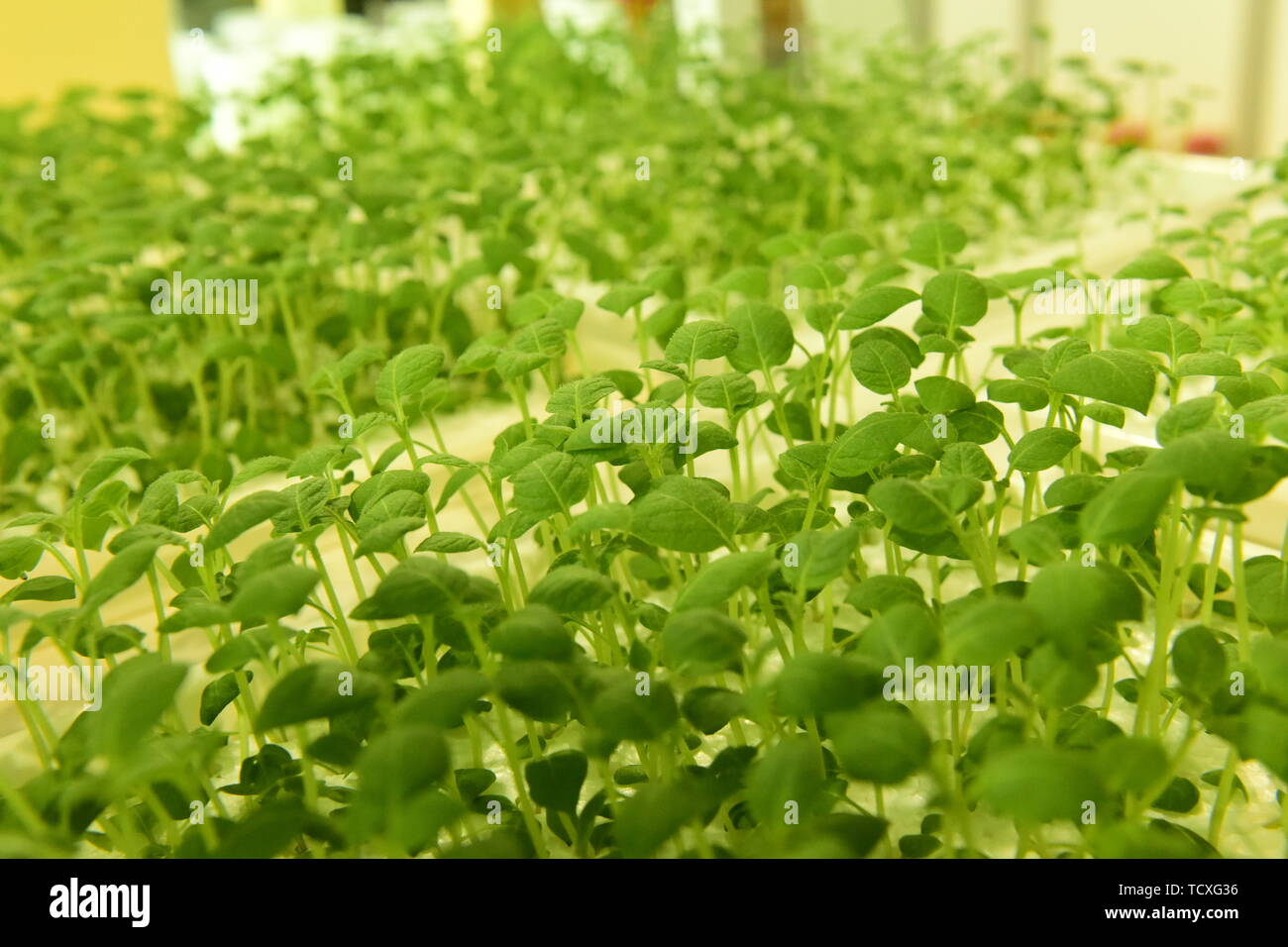 Soilless planting hi-res stock photography and images - Alamy