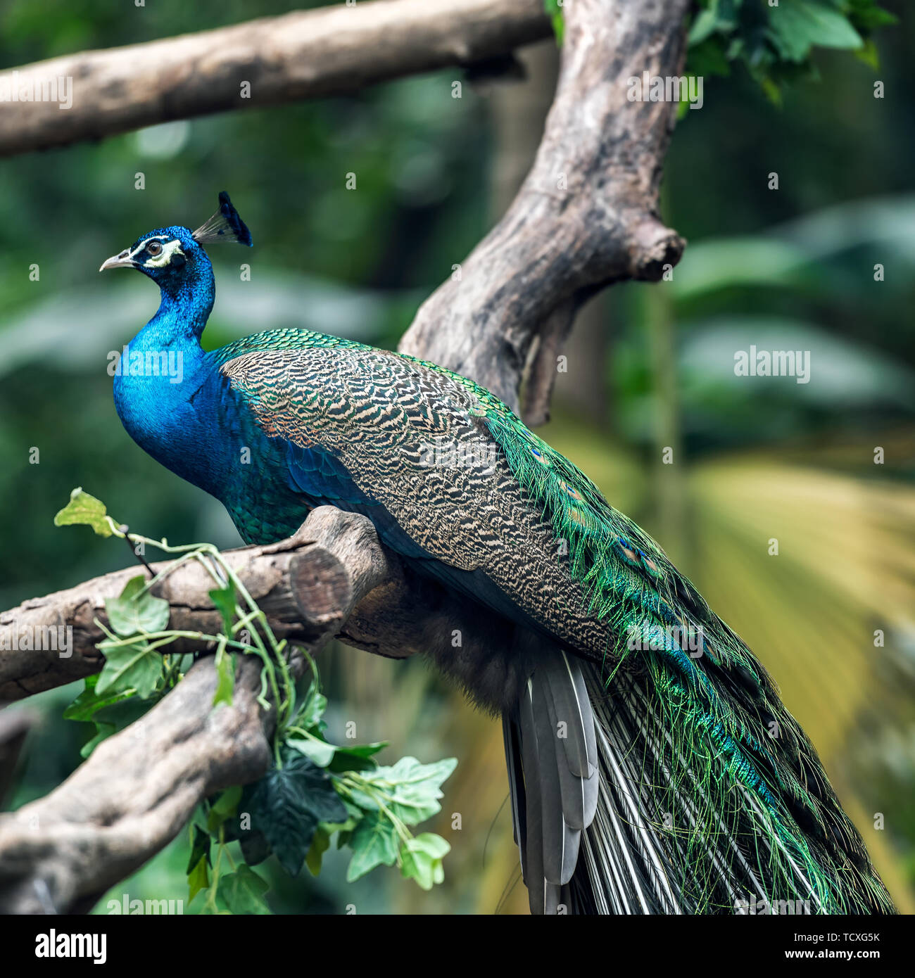 Peacock rooster hi-res stock photography and images - Alamy