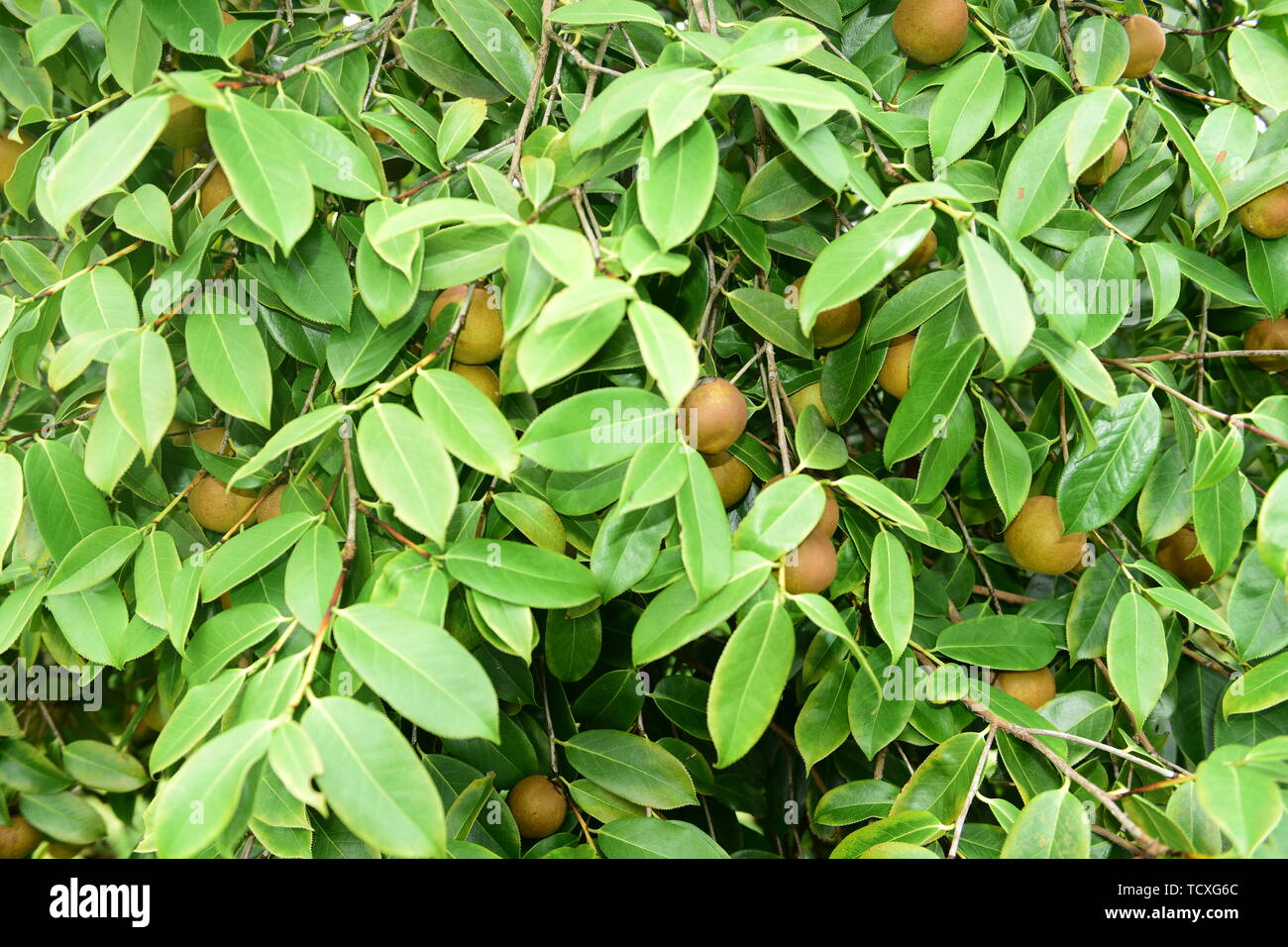 Oil tea, tea fruit Stock Photo - Alamy