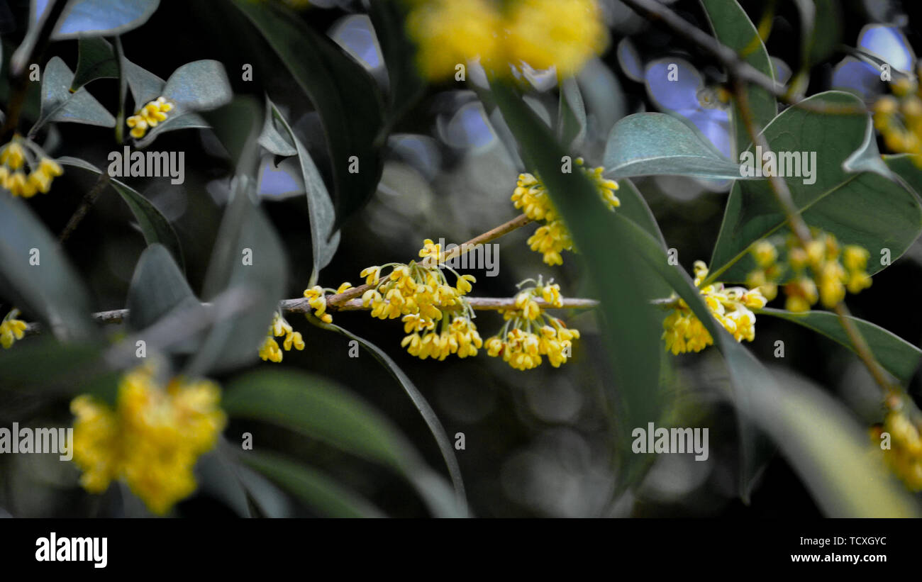 Osmanthus petals hi-res stock photography and images - Alamy
