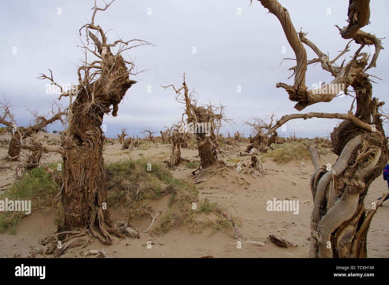 Poplar dead wood in Ejina, Inner Mongolia Stock Photo - Alamy