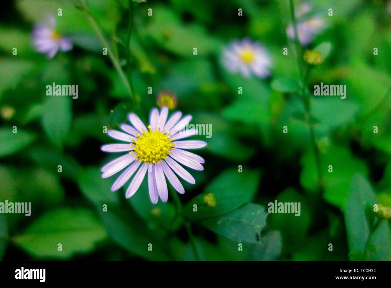 Gova hi-res stock photography and images - Alamy