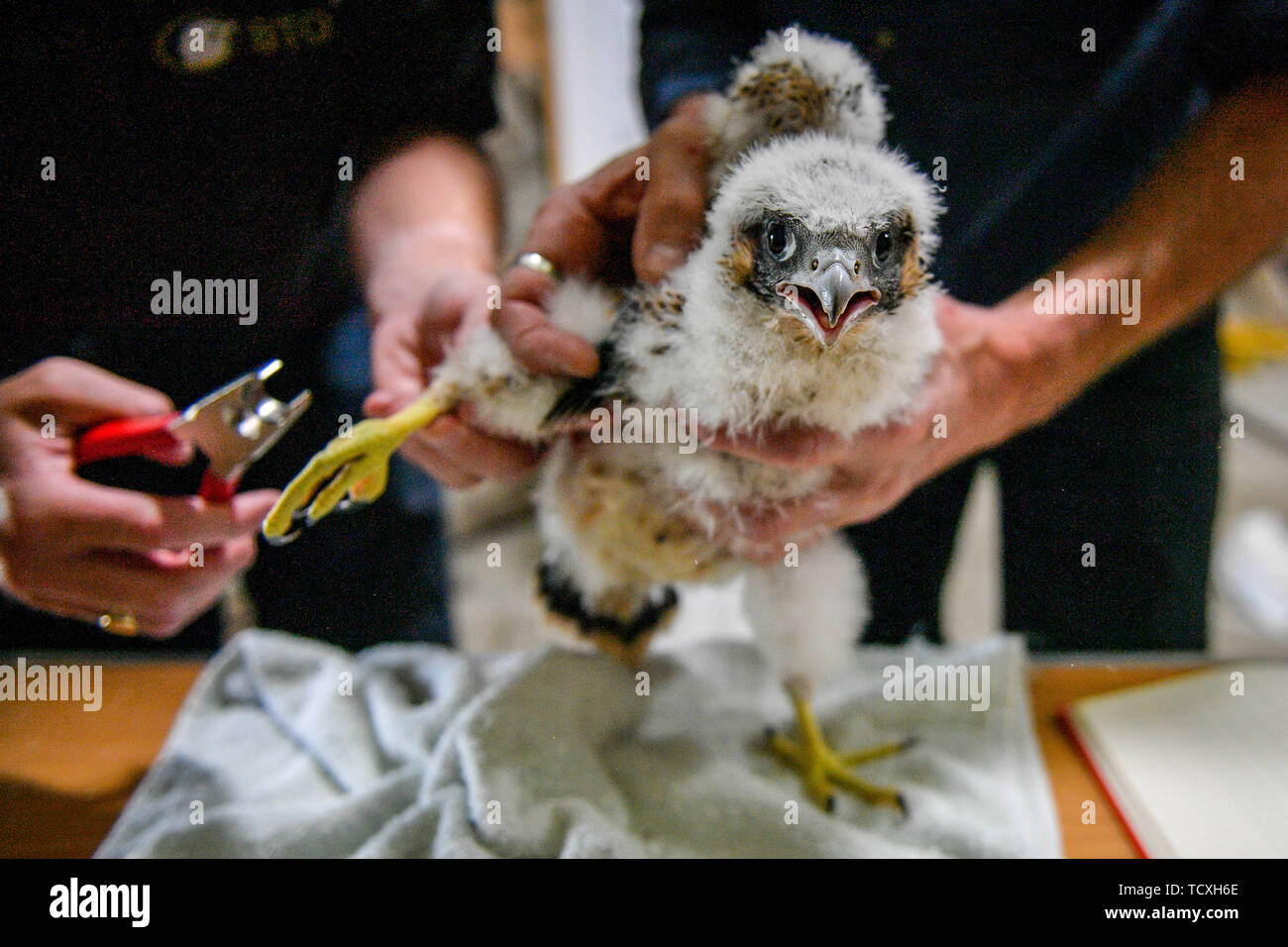 Rspb expert handlers hi-res stock photography and images - Alamy