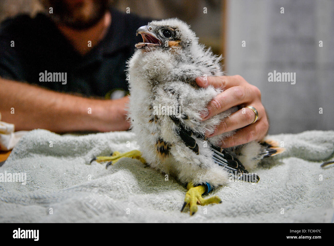 Rspb expert handlers hi-res stock photography and images - Alamy