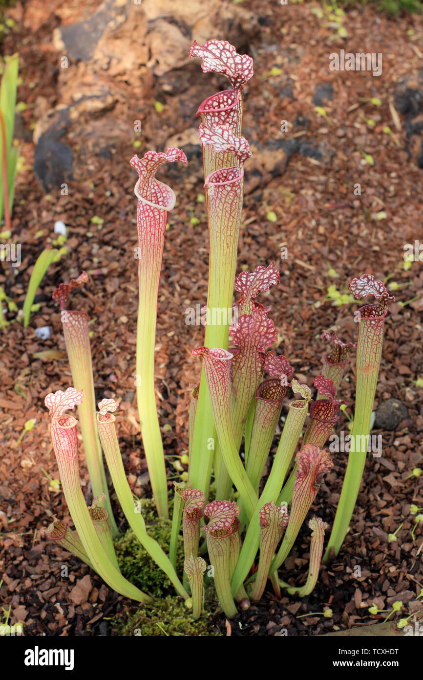 Sarracenia cv Bella ( Juthatip Soper x Sarracenia leucophylla) North ...