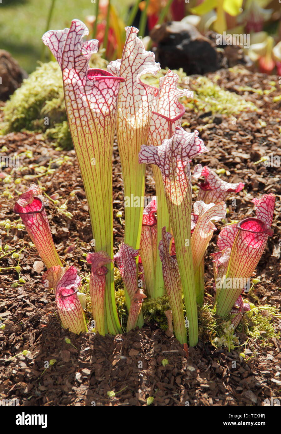 Sarracenia cv bella hi-res stock photography and images - Alamy