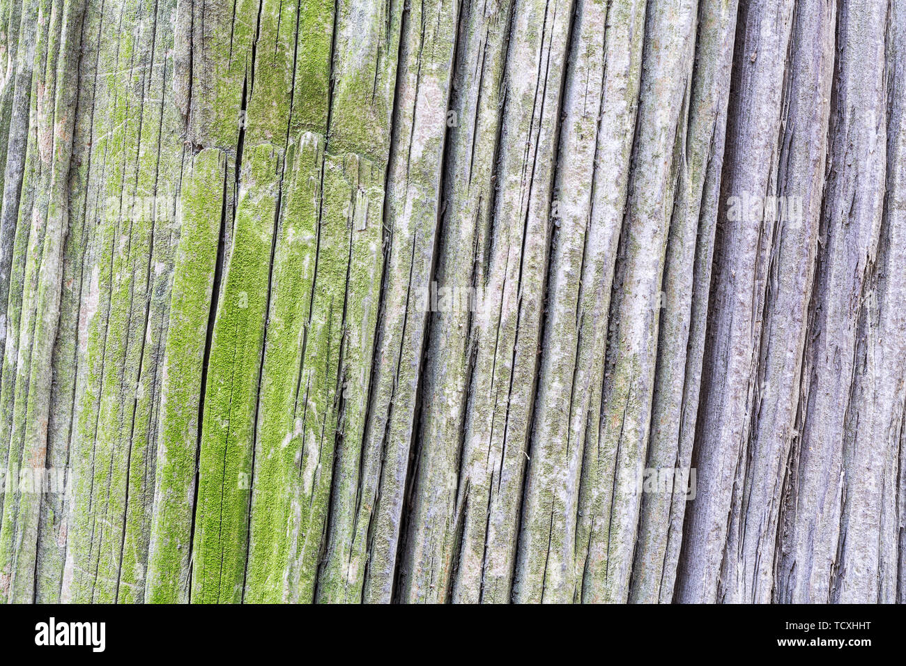 Cypress wood texture hi-res stock photography and images - Alamy