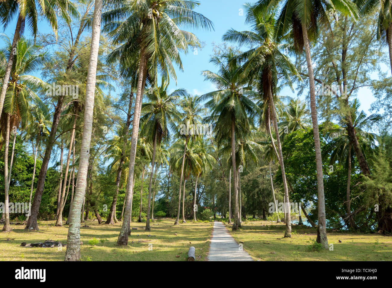 Large coconut forests in the tropics Stock Photo - Alamy