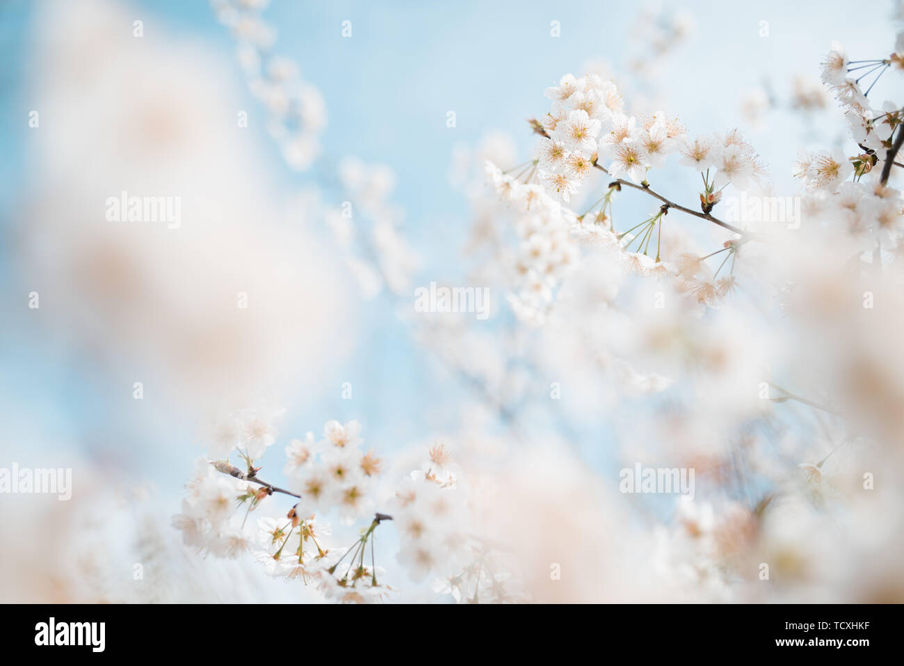 Chun sun hi-res stock photography and images - Alamy