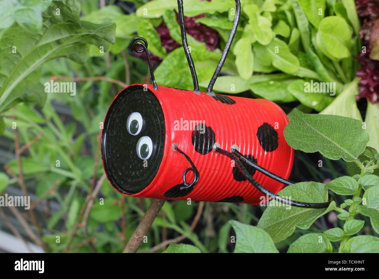 Recyclined tin cans crafted into a ladybird in a garden border Stock ...