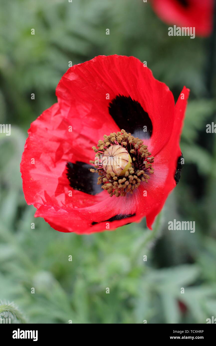 Papver commutatum 'Ladybird'. Spotted crimson blooms of Poppy 'Ladybird ...