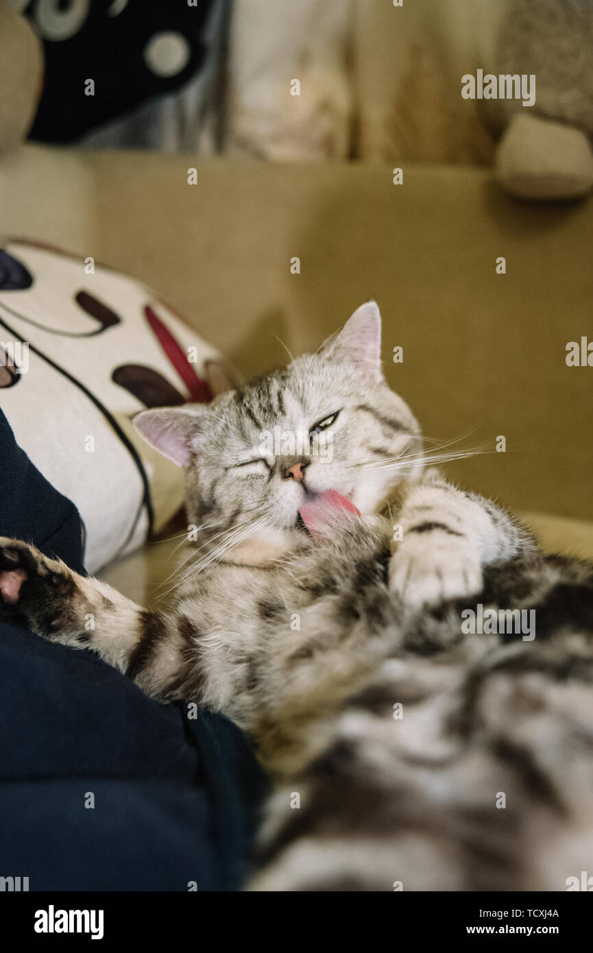 Home cute beautiful short tabby cat, soft body, yoga animal, sleeping ...