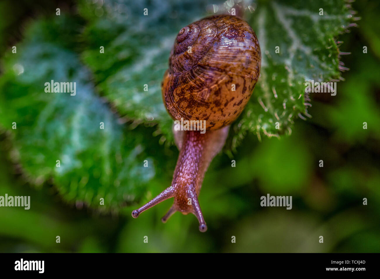 Cute little snail Stock Photo - Alamy