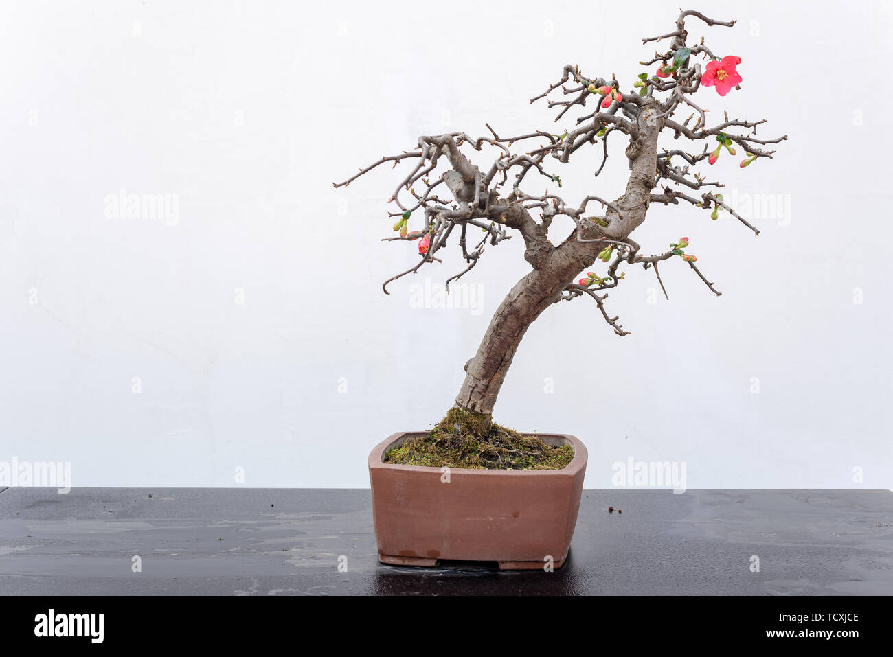 Sichuan potted plants Stock Photo - Alamy