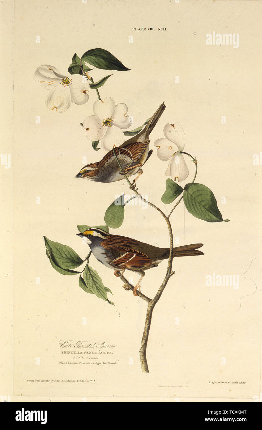 The white-throated sparrow. From "The Birds of America", 1827-1838 ...