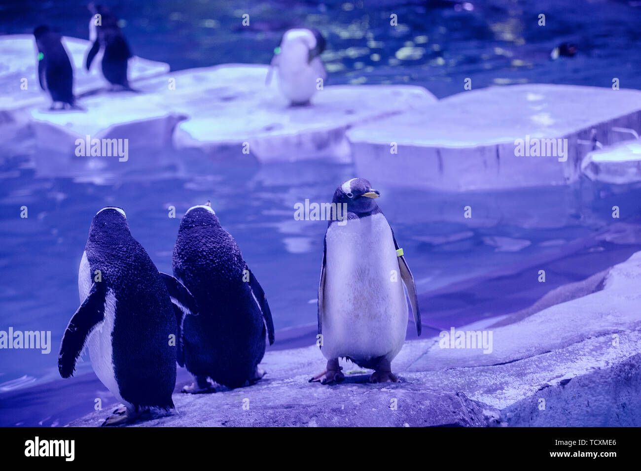 Antarctic Elf - Penguin 2 (Penguin photographed in Haichang Ocean Park ...