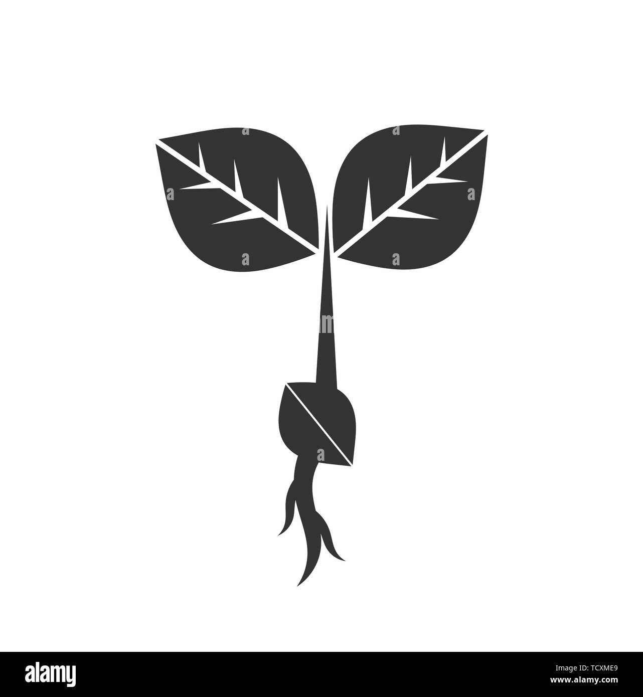 Germinate germination seed growth Black and White Stock Photos & Images ...