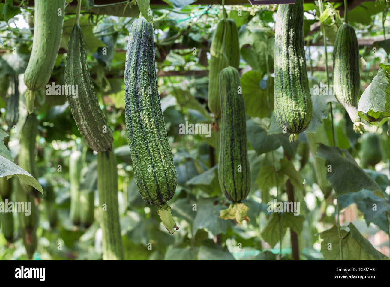 Fresh green loofah growing under the scaffolding Stock Photo - Alamy